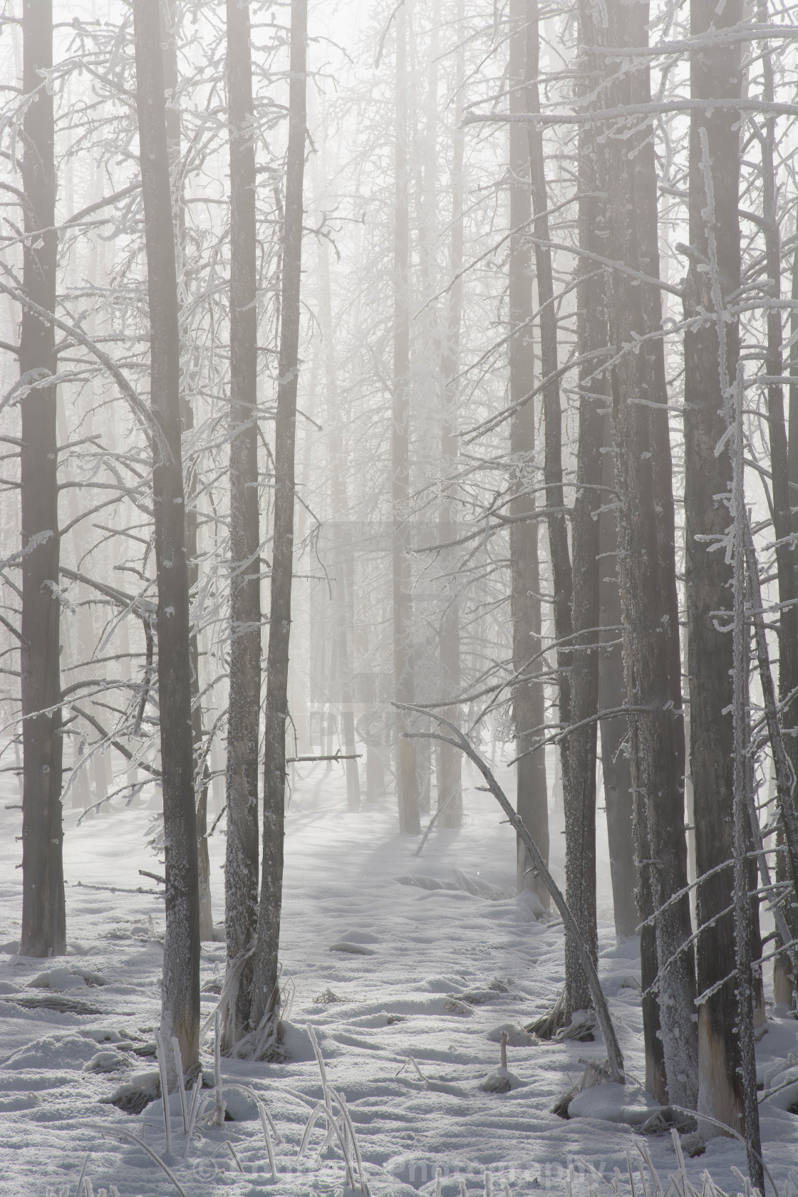 Yellowstone Trees by Conifers_Photography - buy prints & digital downloads